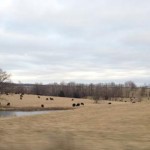 Stockpiling forage can help in drought | 1340 KGFW - The Information ...