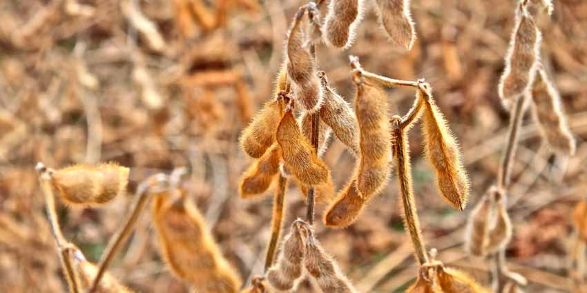 Harvest ramps up in Ohio - Brownfield Ag News