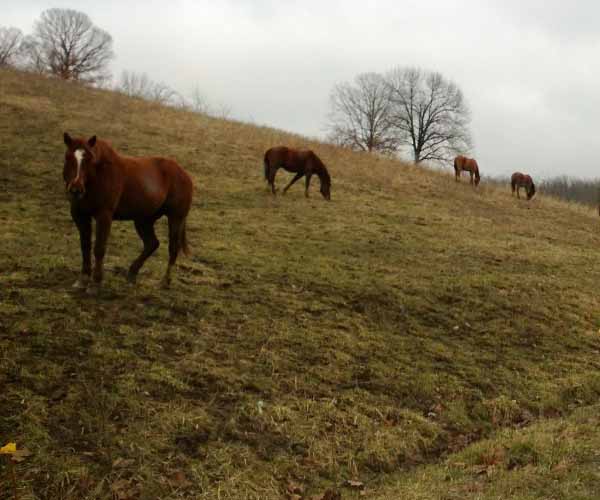 OSU says growing veterinarian shortage impacting adequate care for ...