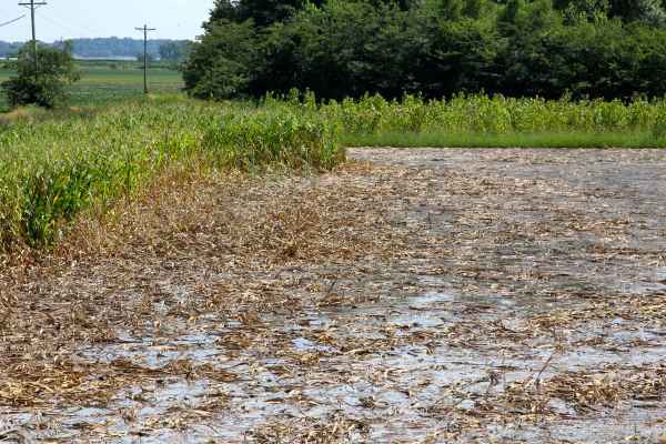 Indiana's varied crop conditions - Brownfield Ag News