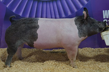 Wisconsin Pork PQA incentive - Brownfield Ag News