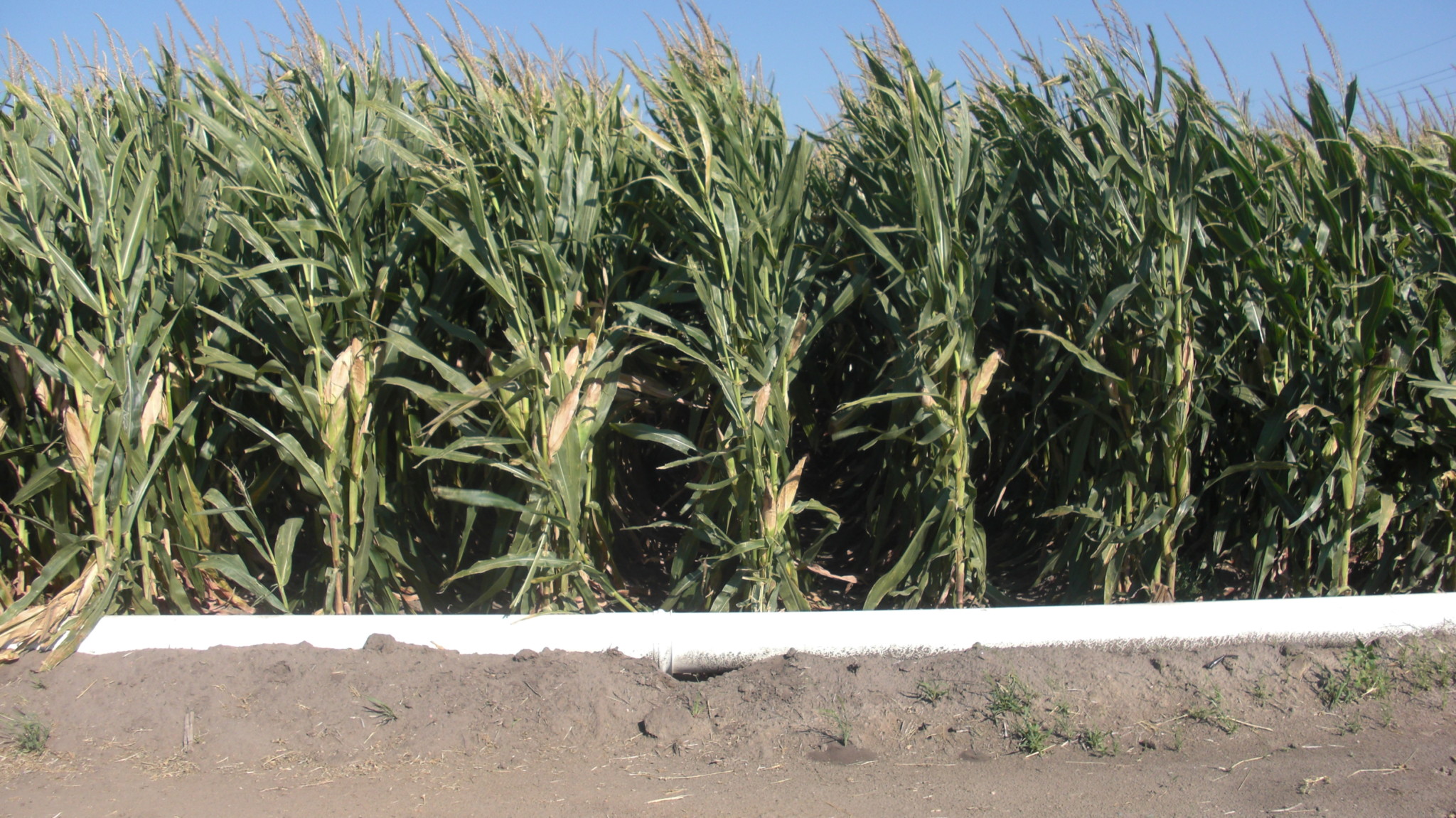 Nebraska crops hold steady - Brownfield Ag News