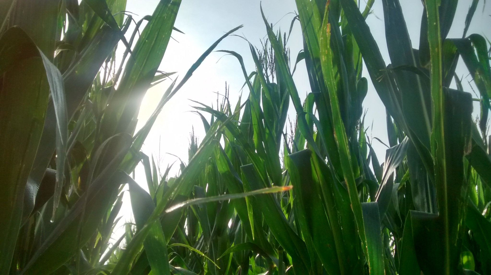 Most Wisconsin crops remain strong - Brownfield Ag News