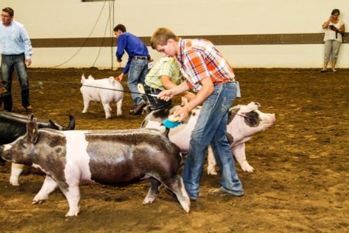 Six 4-H'ers claim Grand Champion titles - Brownfield Ag News