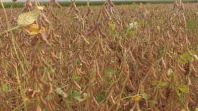 Precipitation provides relief to some Indiana crops - Brownfield Ag News