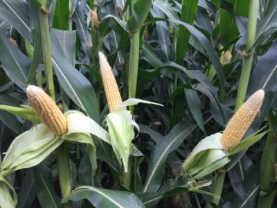 Greater-than-normal 'tip back' in some areas - Brownfield Ag News