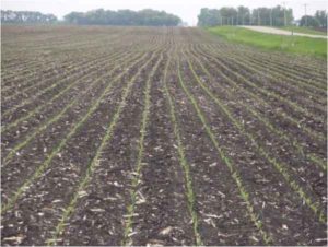 Be mindful of chilling injury to corn - Brownfield Ag News