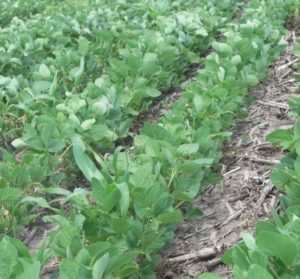 Minnesota crops among nation's best - Brownfield Ag News