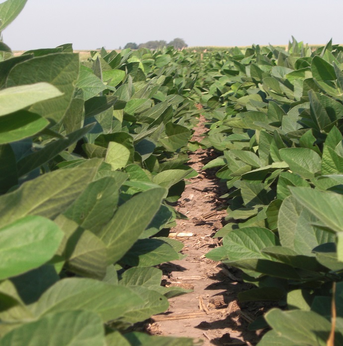 Last week's rains gave Nebraska's crops a boost - Brownfield Ag News