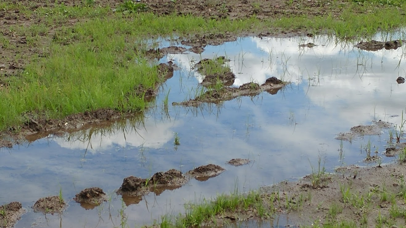 Rain, flood damage impacting Wisconsin crops - Brownfield Ag News