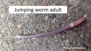 Invasive worm worries Wisconsin researchers, DNR - Brownfield Ag News