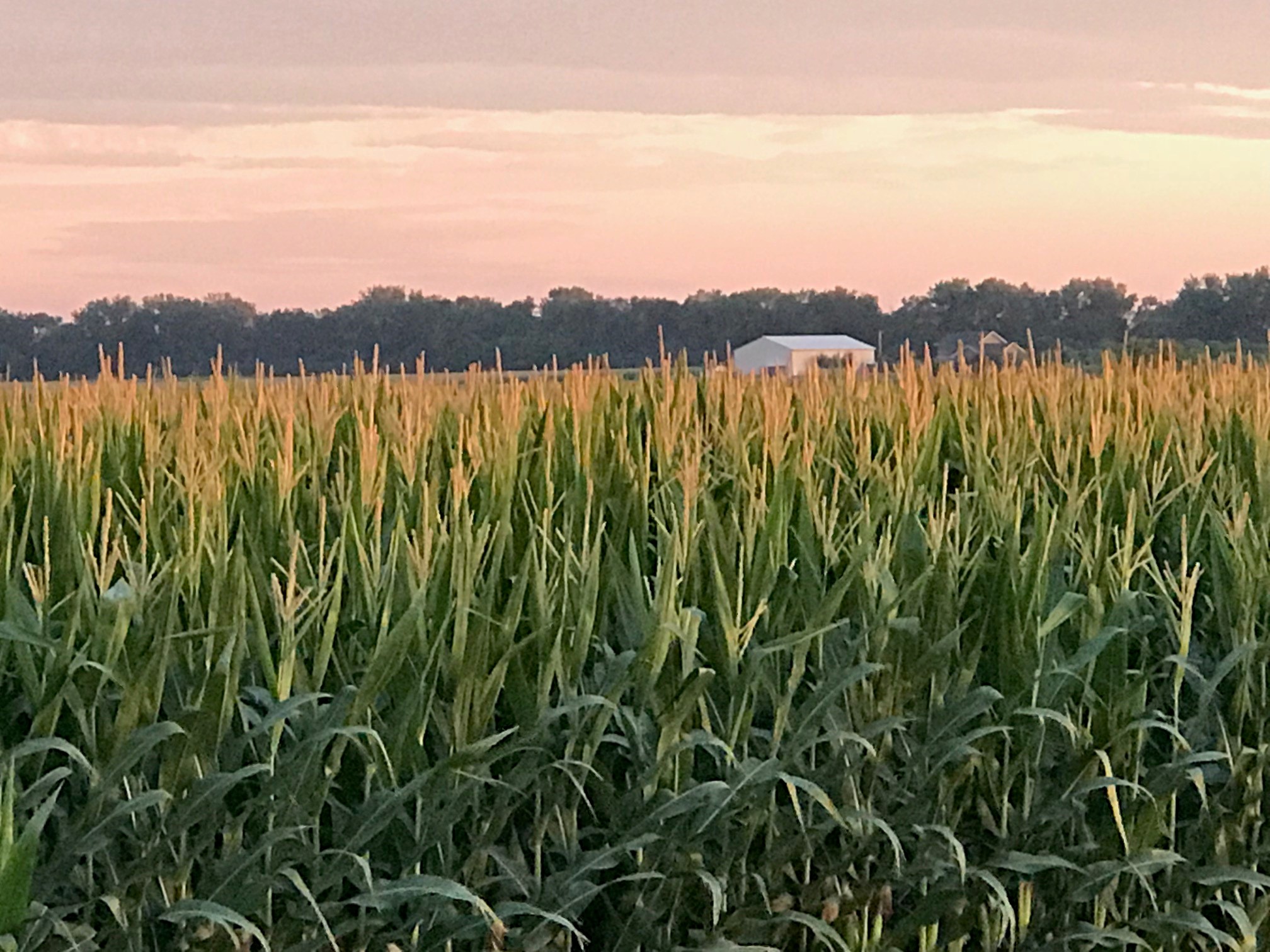 Nebraska's corn and bean ratings still in the mid-80's - Brownfield Ag News