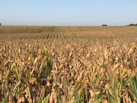 Ohio State expands drought resources for farmers statewide - Brownfield ...