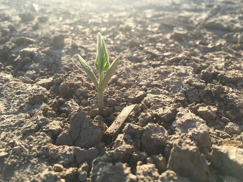 USDA's crop progress report shows ongoing drought conditions ...