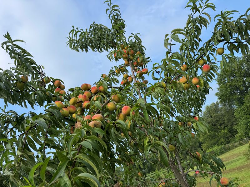 Celebrating National Peach Month - Brownfield Ag News