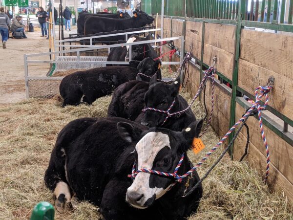 OSU College of Veterinary Medicine using student mentorship to boost ...