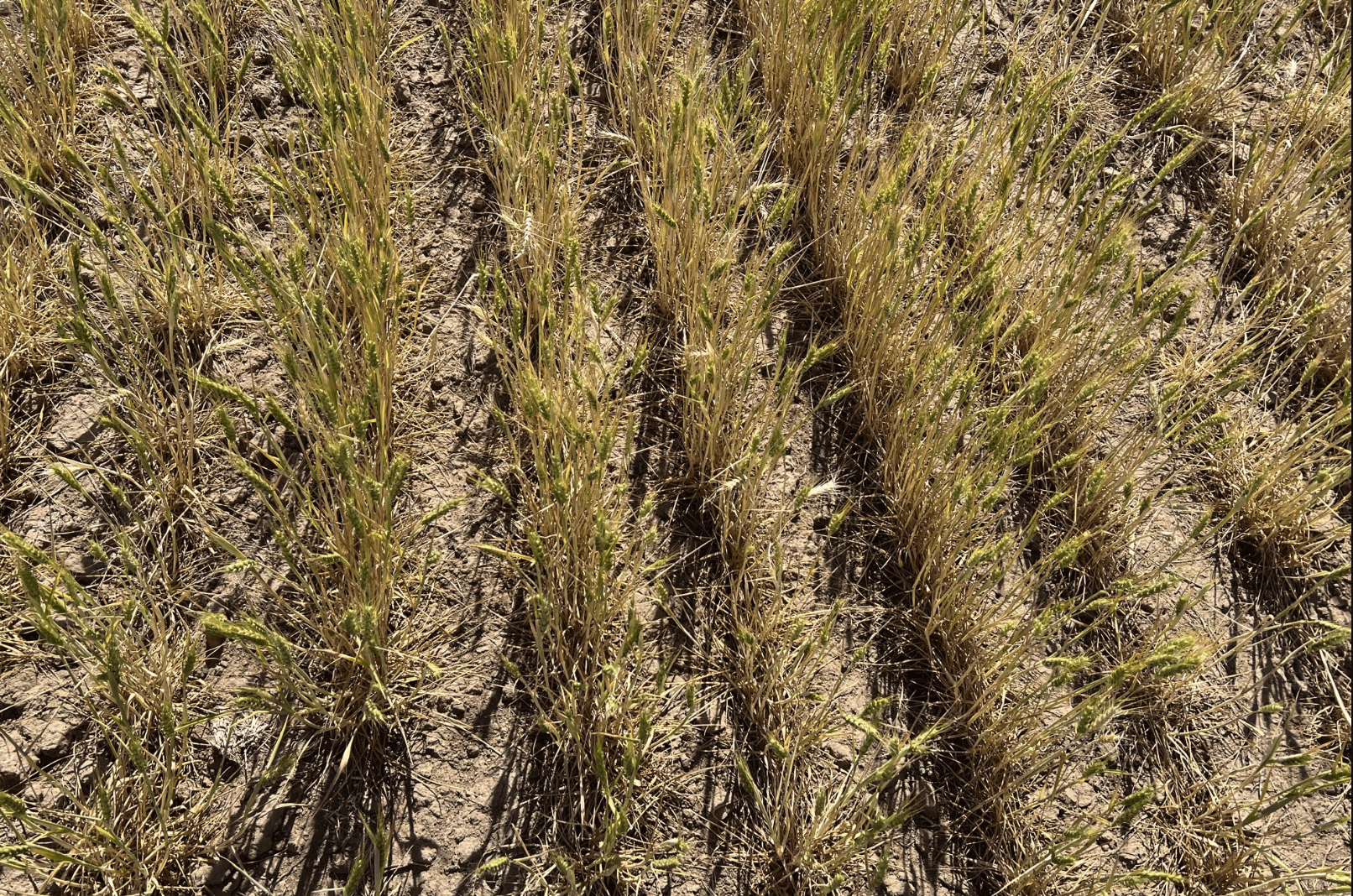 Extreme variability for crop conditions in eastern Kansas - Brownfield ...